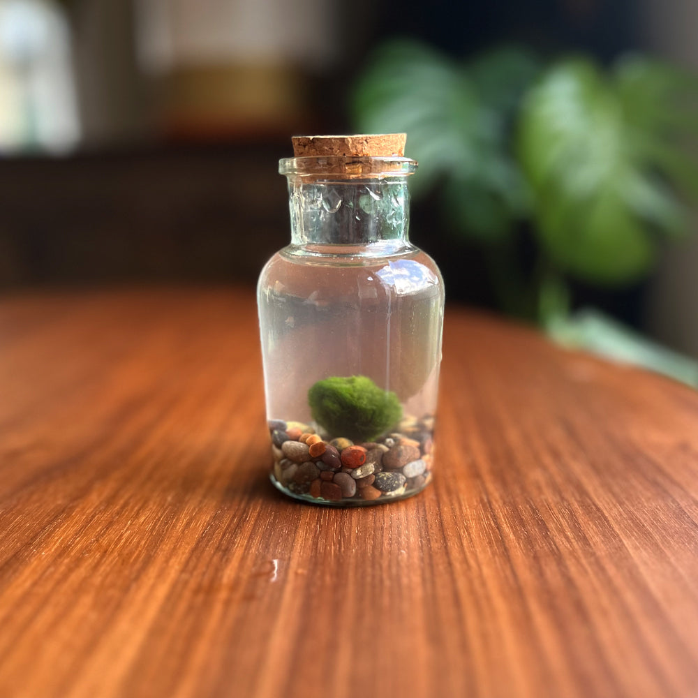 Kit Marimo Esencial – Marimo Petplant