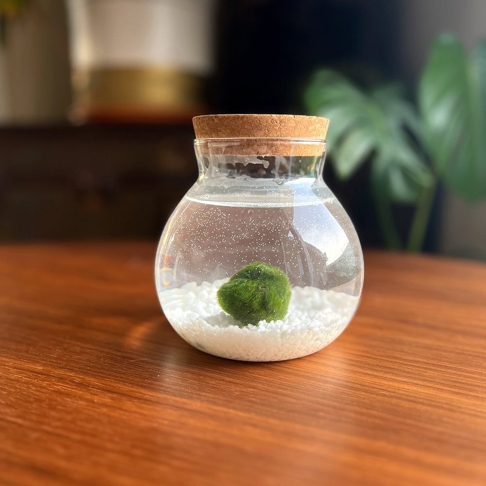 Kit Burbuja M – Marimo Petplant