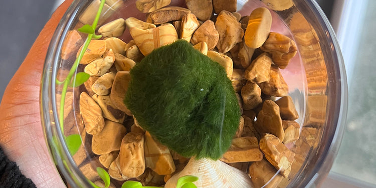 Guia de cuidado del Marimo – Marimo Petplant