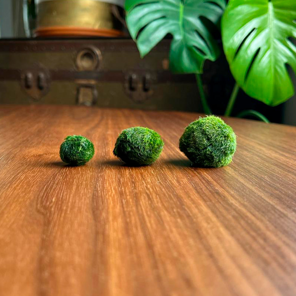 Marimo solo – Marimo Petplant