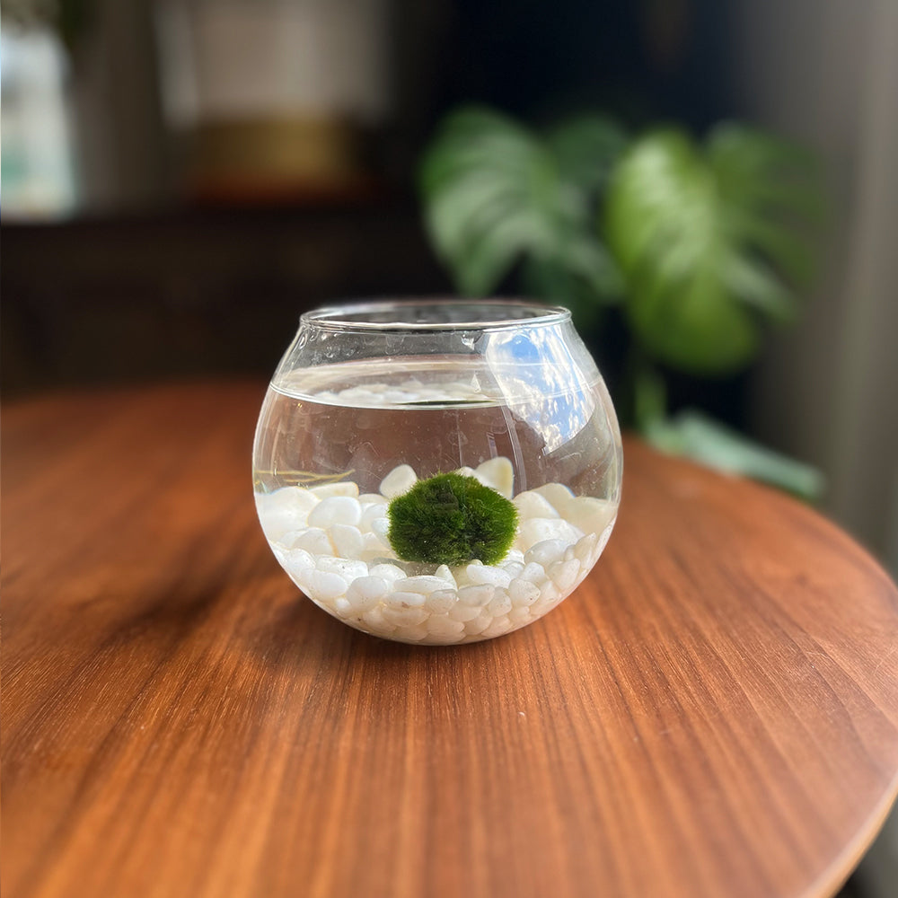 Kit Pecera M – Marimo Petplant
