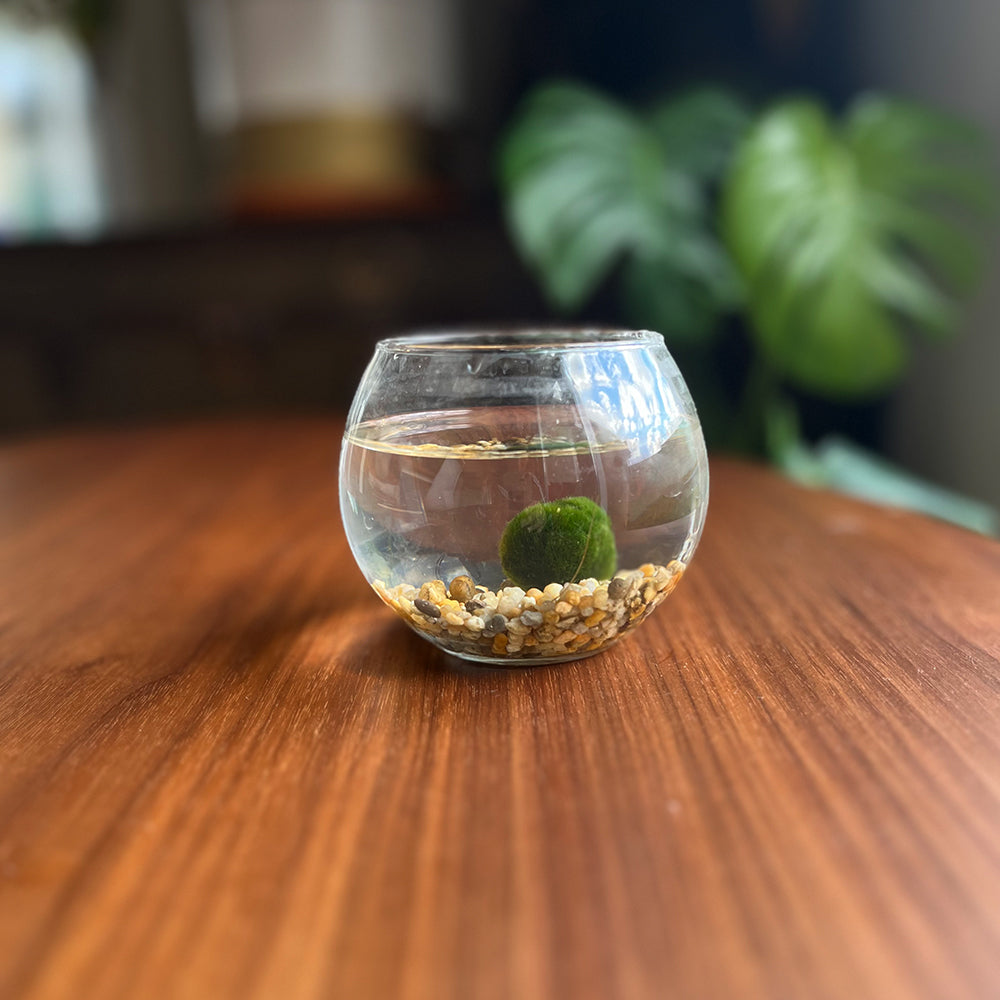 Kit Pecera S – Marimo Petplant