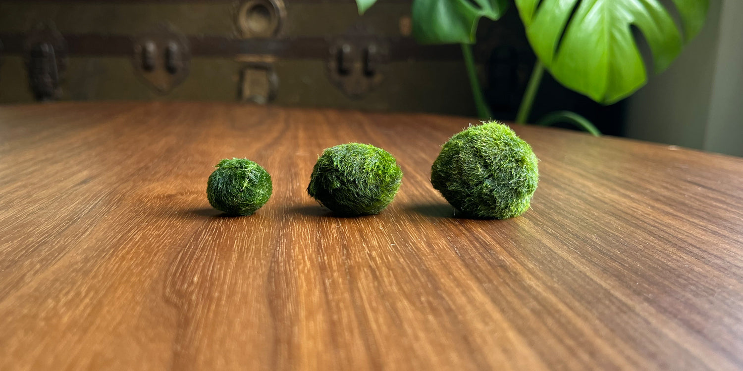 ¿Qué son los Marimos? – Marimo Petplant