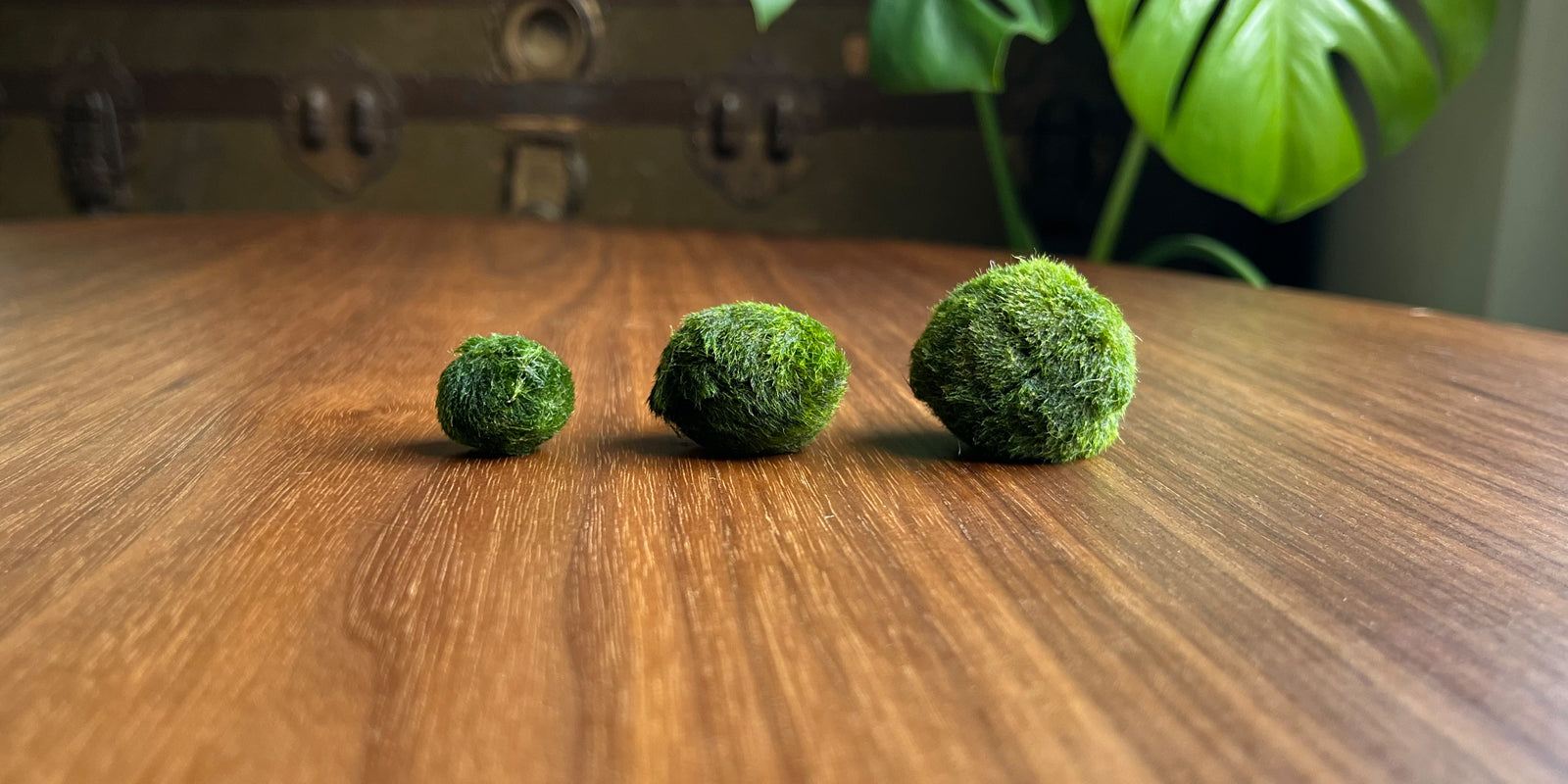 ¿Qué son los Marimos? – Marimo Petplant